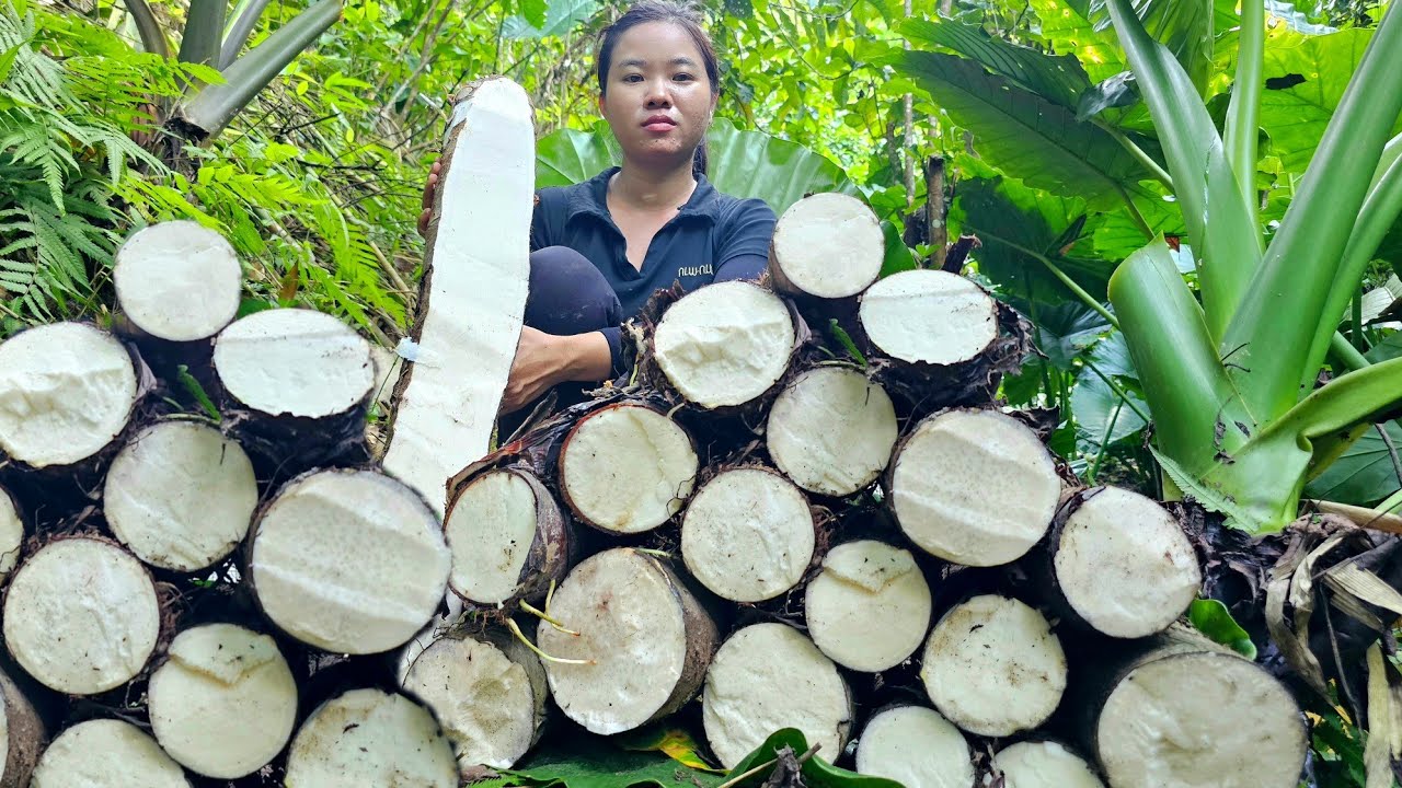 Harvest giant taro to bring to the market sell- Daily life,Gardening ...