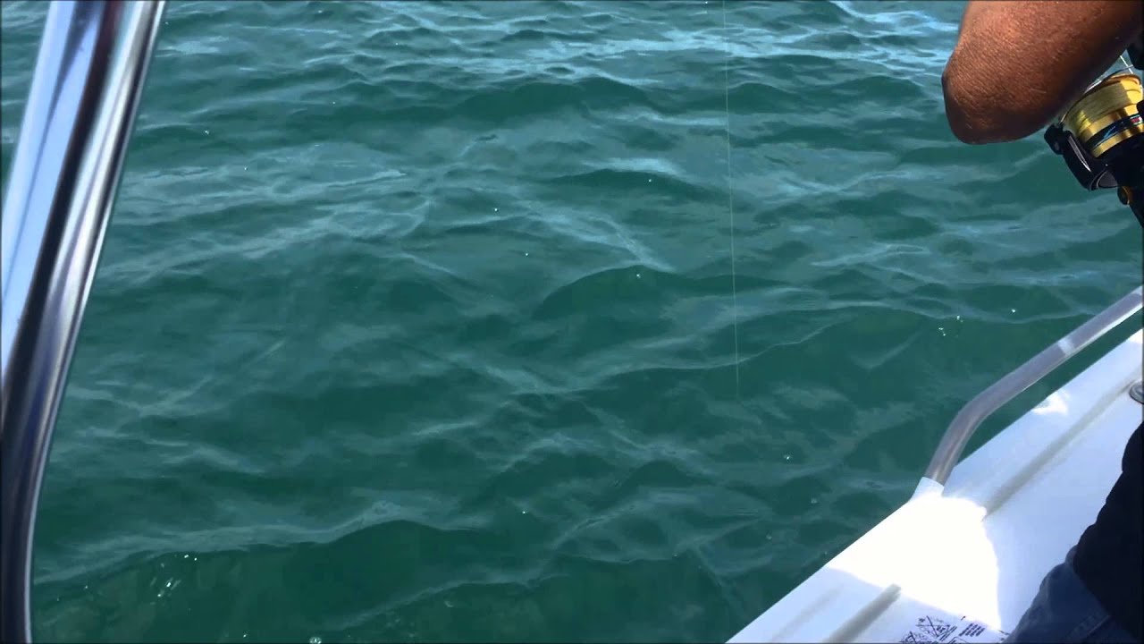 Stingray fishing Harry Atkinson’s Reef - YouTube