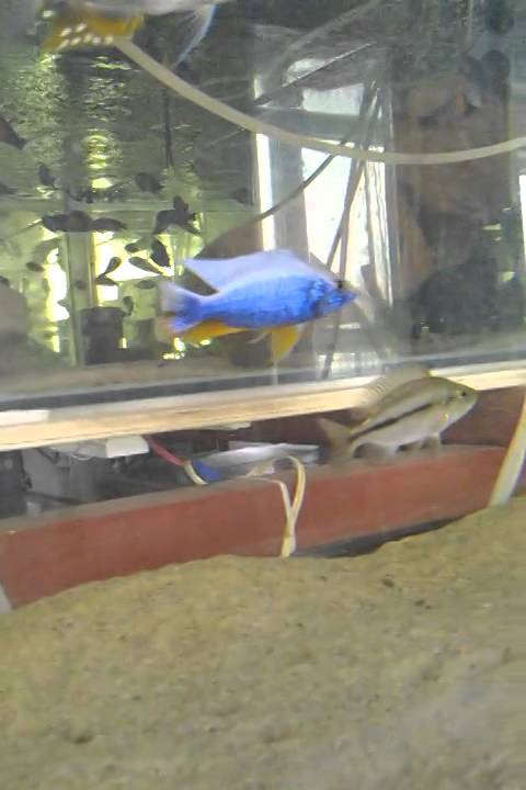Sciaenochromis fryeri "iceberg red fin" - YouTube