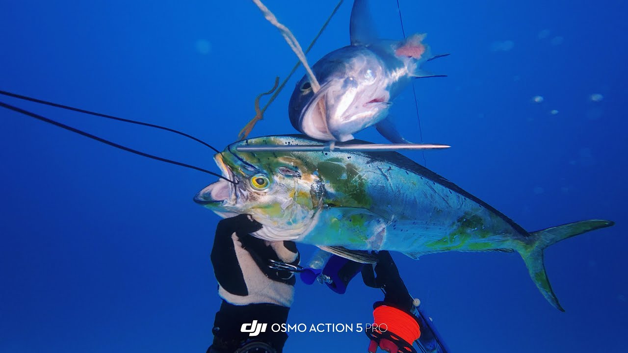 Tsoor Hartov Spearfishing Israel 30.10.2024 - dorado/mahi mahi - YouTube
