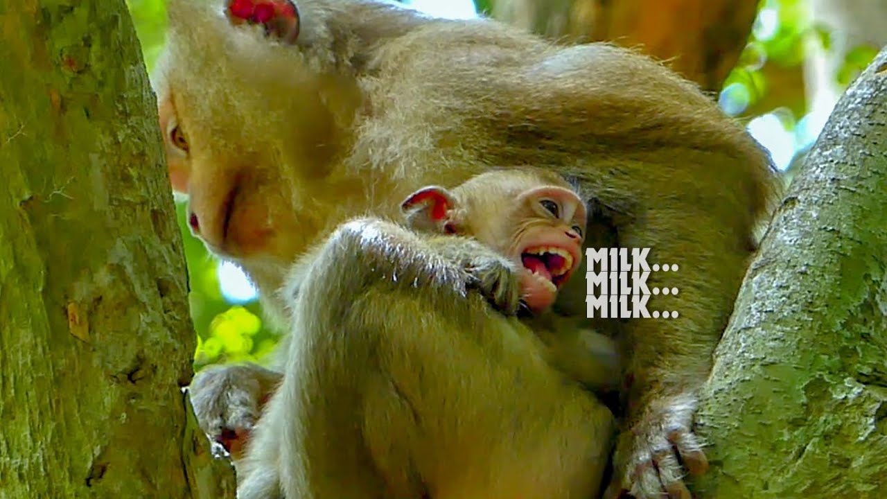 Milk... Milk... Million pity baby monkey Brandi crying hungry milk ...
