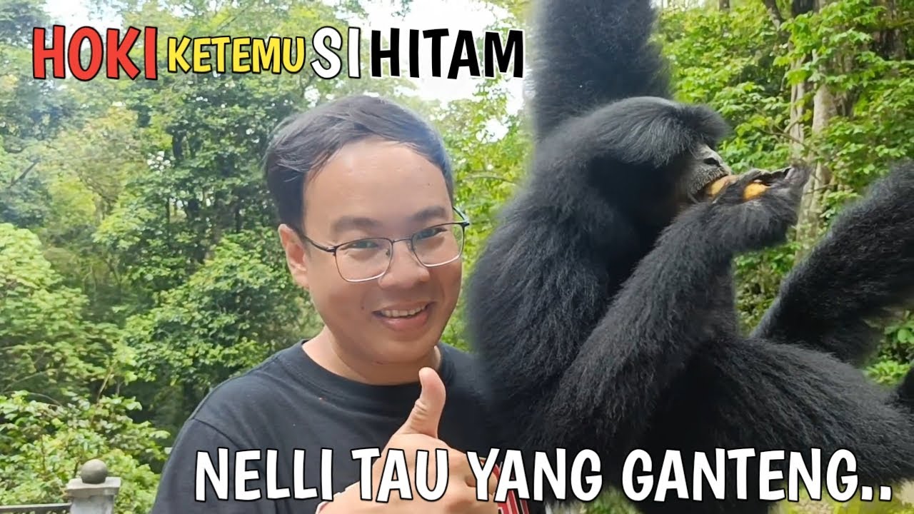 Si BODAT KETEMU OPUNG BORU #monkey #pecintasatwa #wisataalam - YouTube
