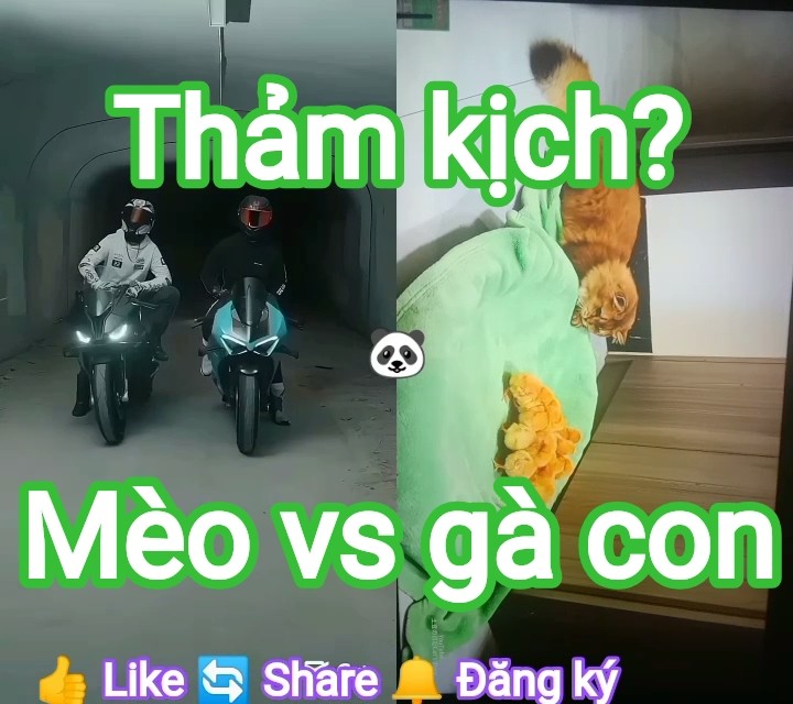 1. 2 Hot Boy Mô Tô 🏍️chứng kiến Mèo vs Gà Con 🐱🐥ai sẽ sống sót?😨# ...
