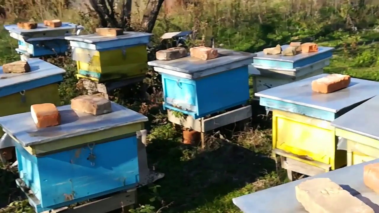 Bletet ne pune dt 23 Dhjetor 2017. Bees working. - YouTube