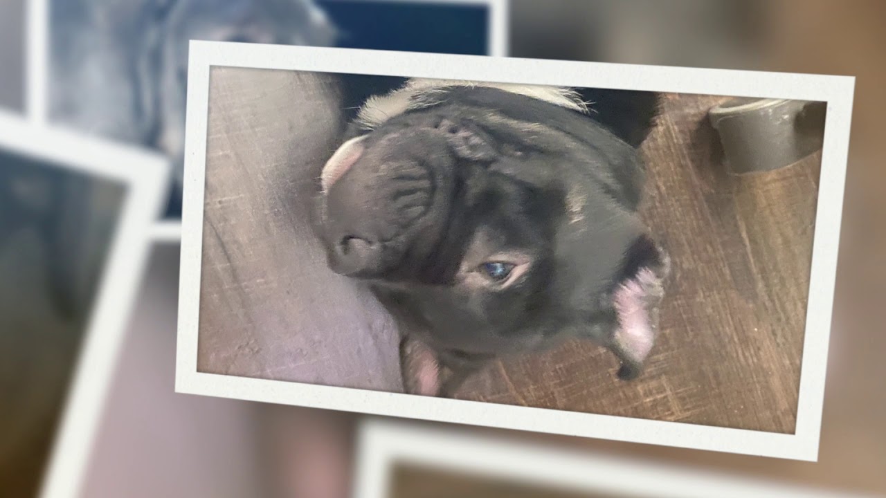 American bully x Aussie (Australian Shepherd) Mixed Breed 2-3 months ...