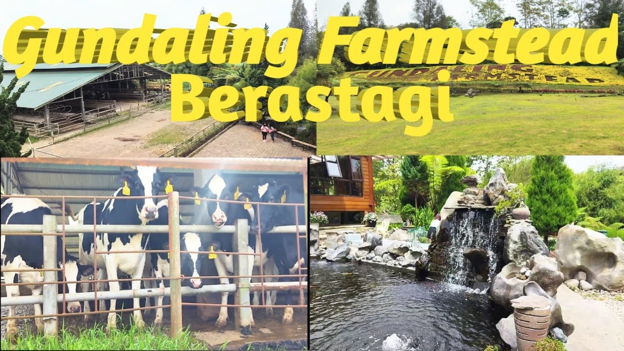 Gundaling Farmstead, Peternakan Sapi Perah di Berastagi, Tanah Karo ...