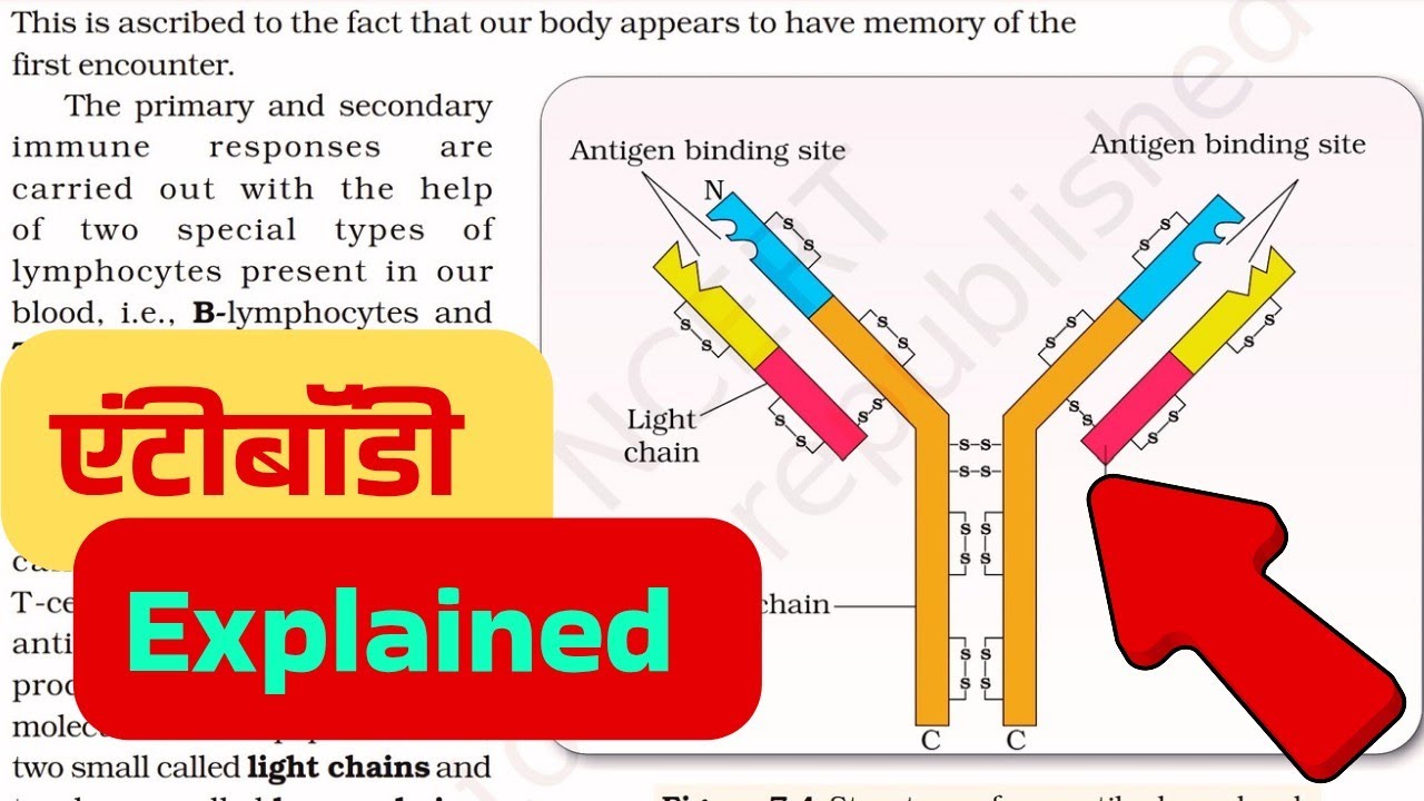 How to Draw Antibody Structure | Antibody Diagram explained | Antibody ...