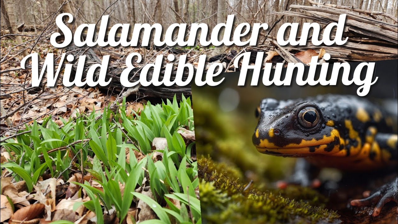 Salamander and Wild Edible Hunting - YouTube