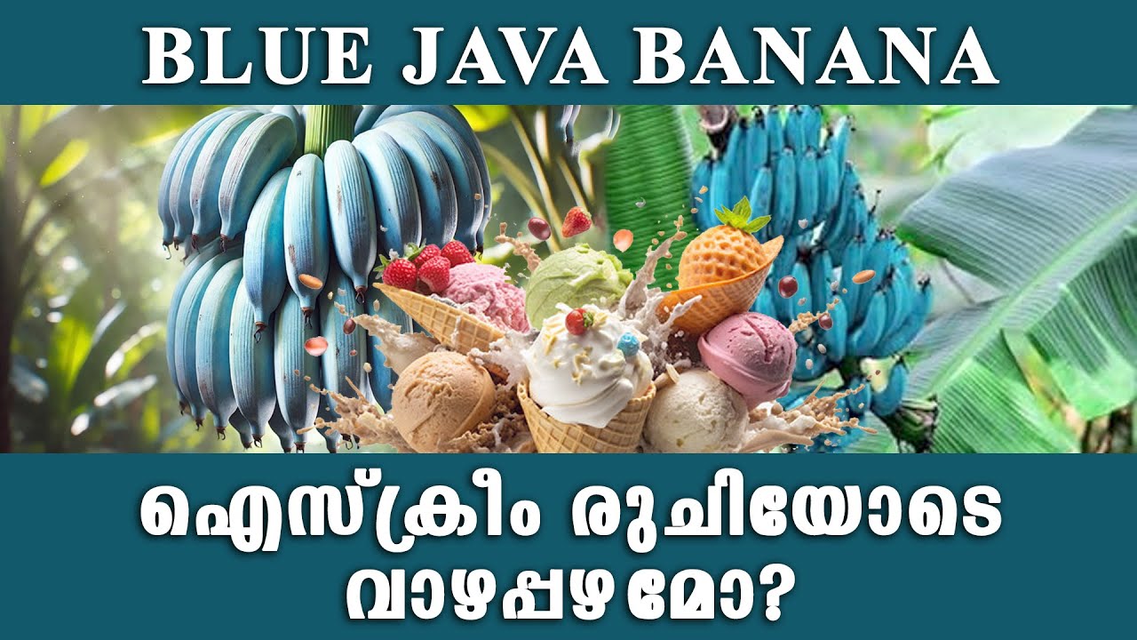 ഐസ്ക്രീം രുചിയോടെ ബ്ലൂജാവ | BLUE JAVA | ICE CREAM BANANA | 4K ...