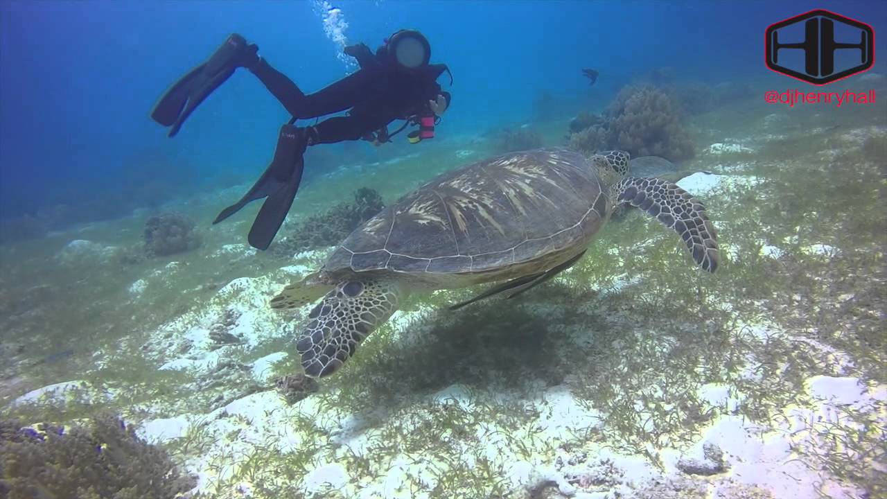 Philippines Scuba Diving with Turtles - YouTube