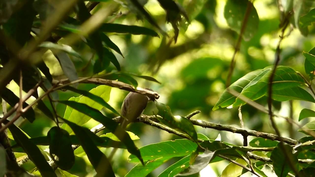 Grayish Piculet. Picumnus granadensis - Carpinterito Punteado Hotel ...