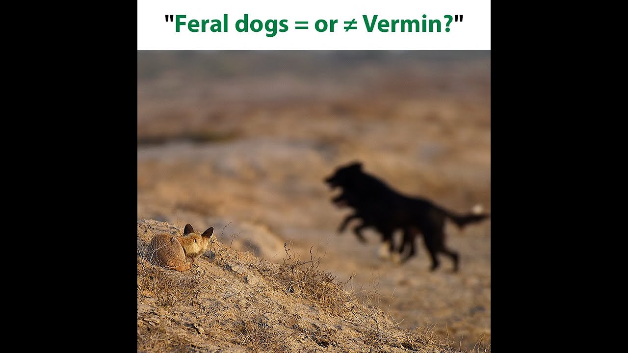 #AskUsAnything I Feral dogs = or ≠ Vermin? - YouTube