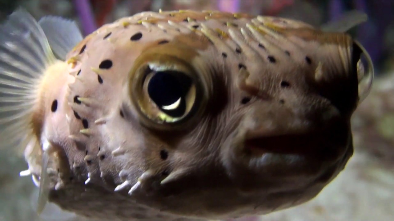 Striking BALLOONFISH posing lazily for the camera. - YouTube