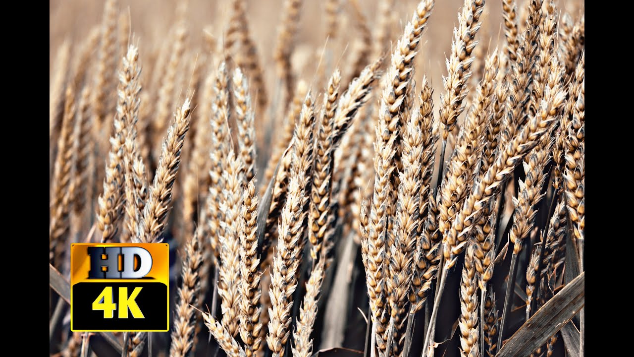 Wheat Farm | Beautiful Wheat Plant | 4K Video | 4K Hub - YouTube