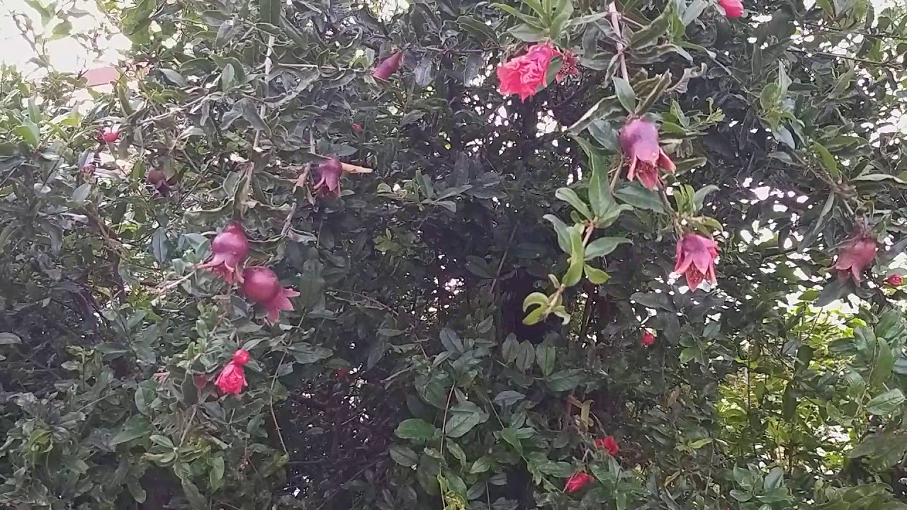 Beautiful Pomegranate Tree - YouTube