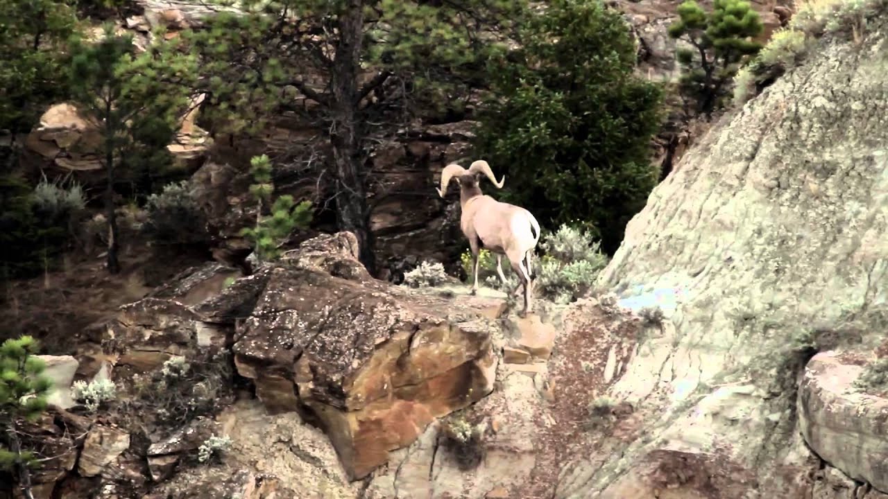 Greg White World Record Ram - YouTube