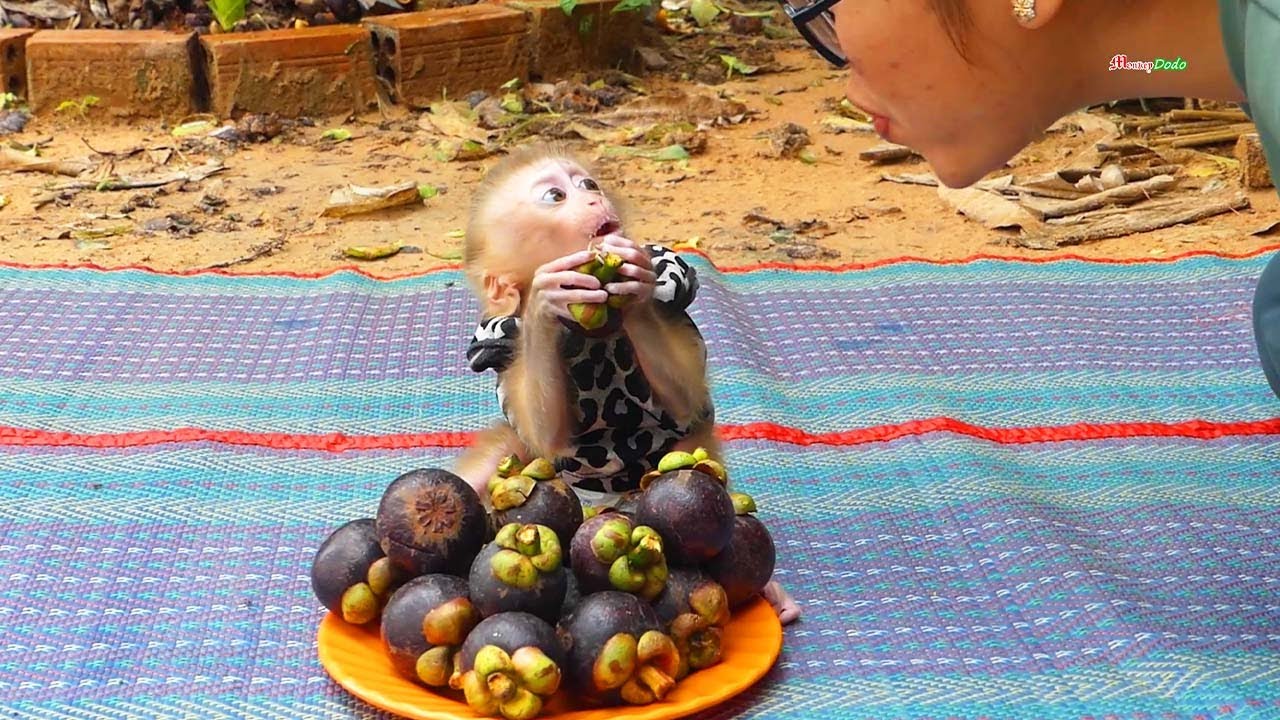 Most Adorable Reaction Pruno Much Thank Mom For Plenty Of Fruits, Pruno ...