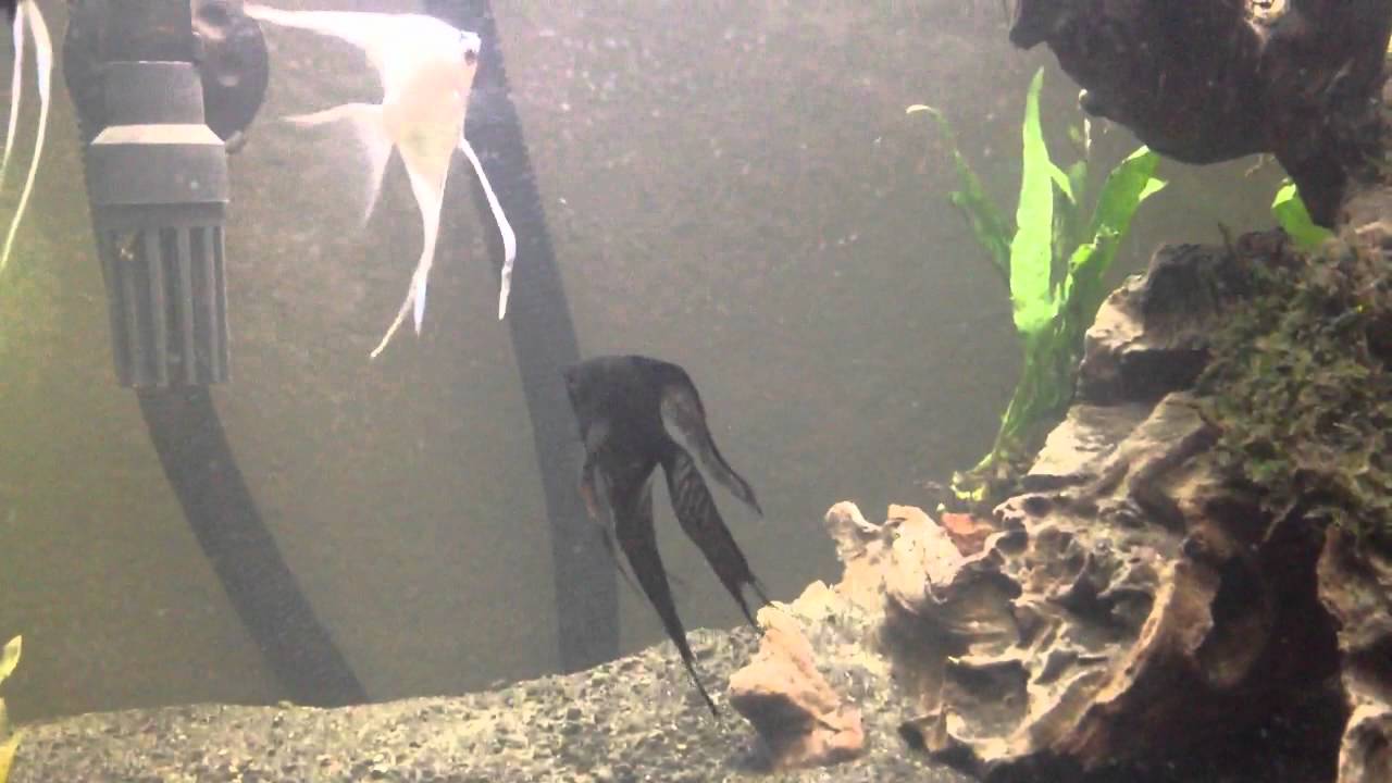Philippine Blue Pinoy veil pearlscale angelfish - YouTube