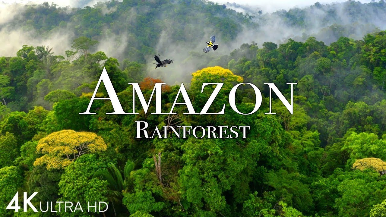 अमेजन जंगल 4k | Amazon jungle 8k ultra HD | अमेजन जंगल का ये राज कोई ...