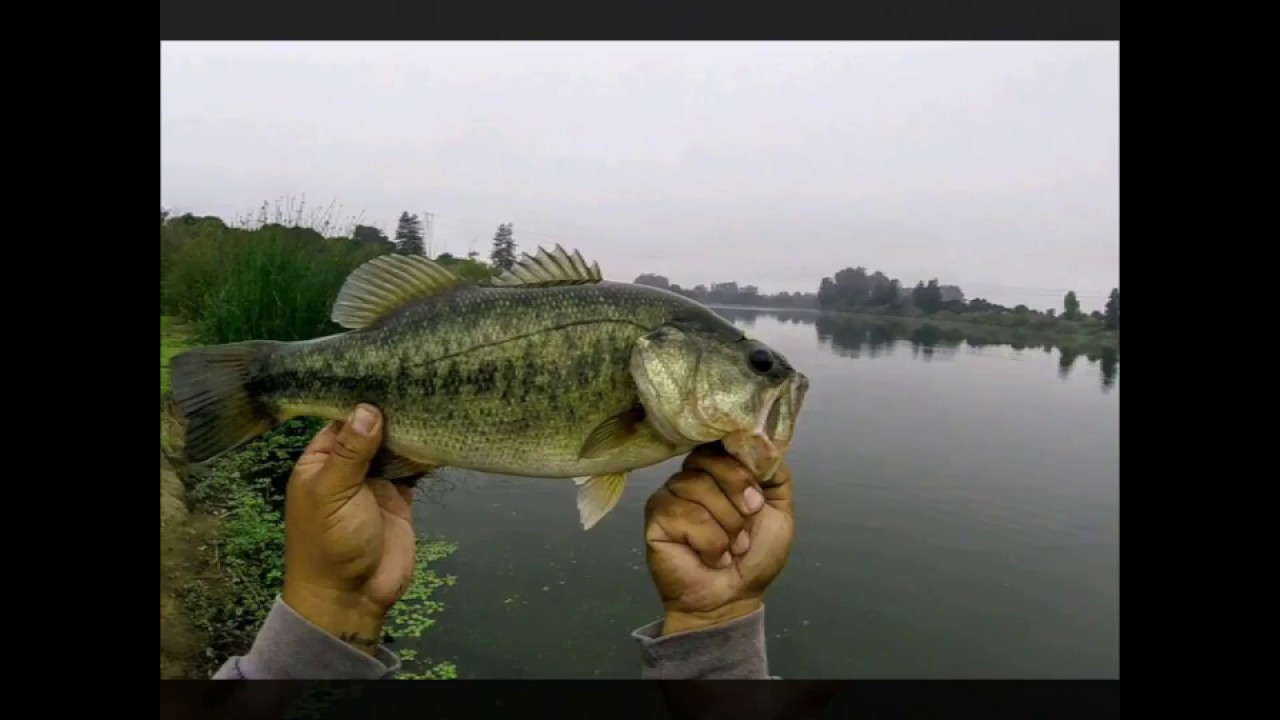 FISHING CAROLINA RIG FOR LARGEMOUTH BASS - YouTube