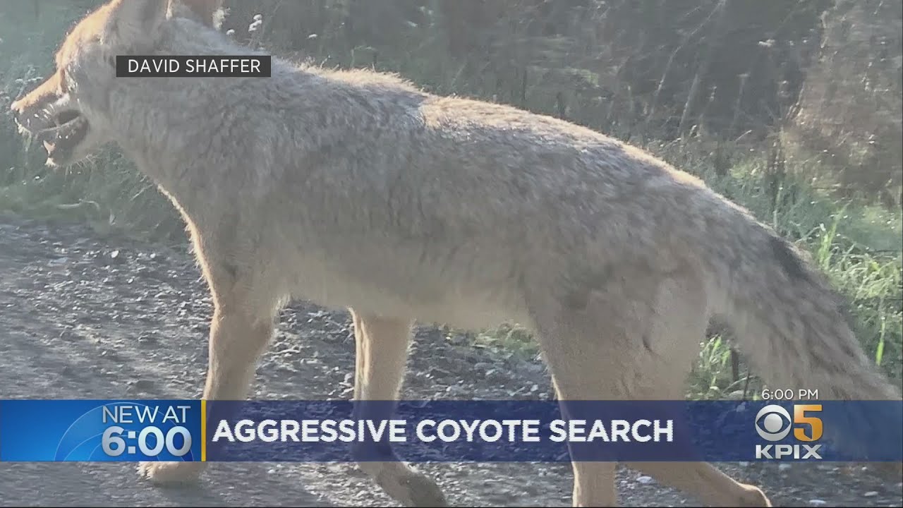 Multiple Agencies Ramp Up Search For Rogue Coyote That Bit 5 Lamorinda ...