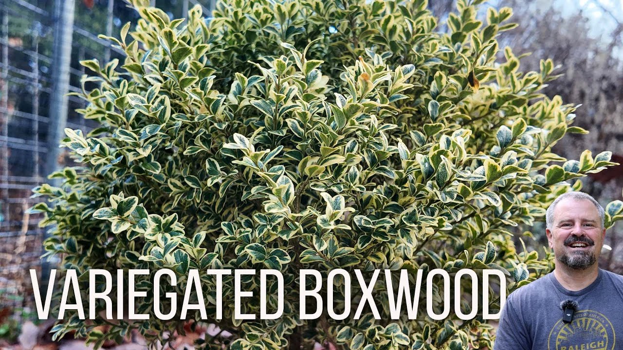 Variegated Boxwood #TreeTipTuesday Buxus Sempervirens 'Variegata'