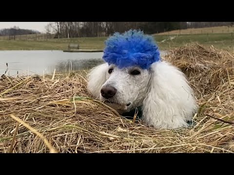 How To Train A Standard Poodle To Hunt