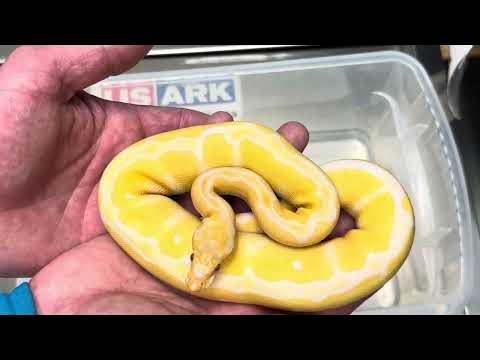BALL PYTHON, yearlings, breeder females and holdbacks. - YouTube