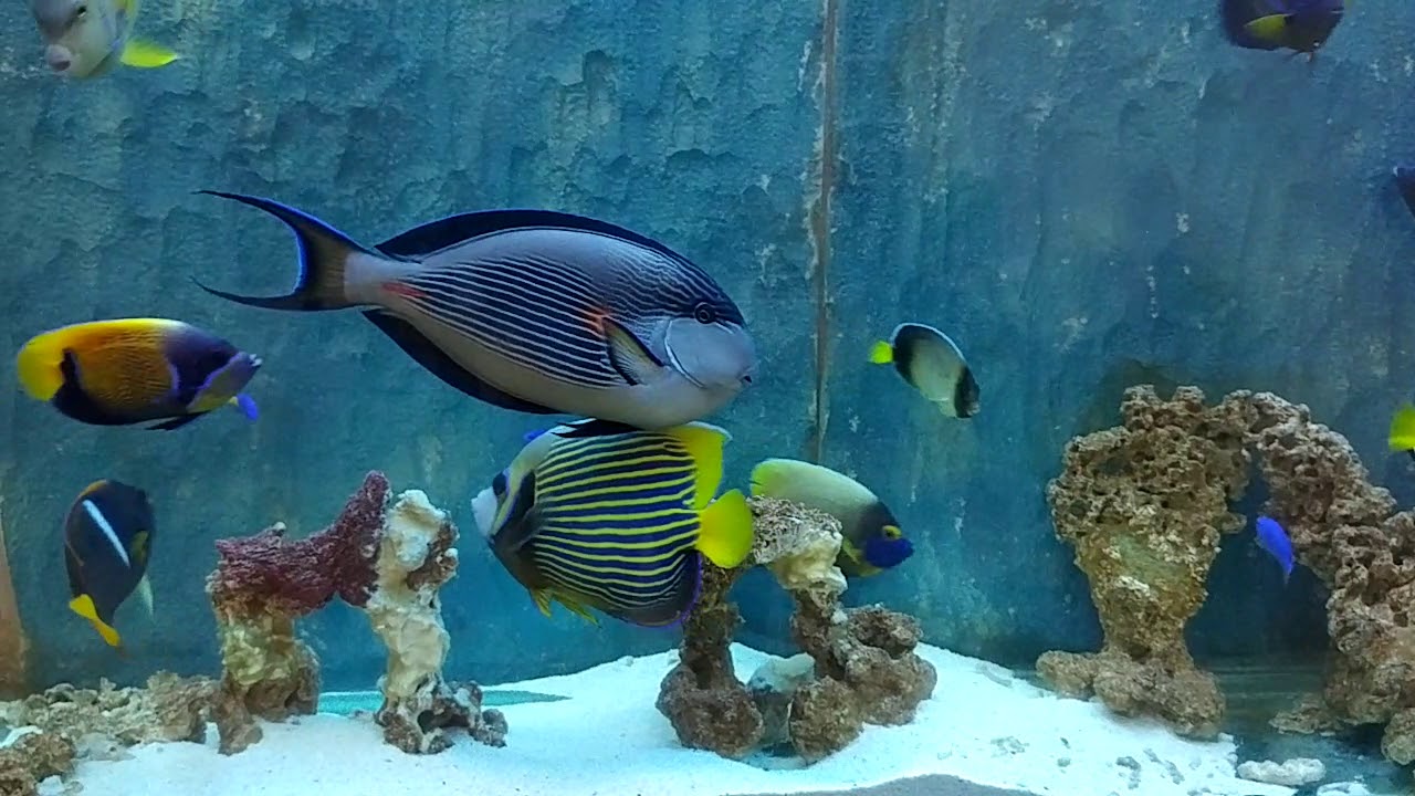 Dicky yu fish 2019 - YouTube