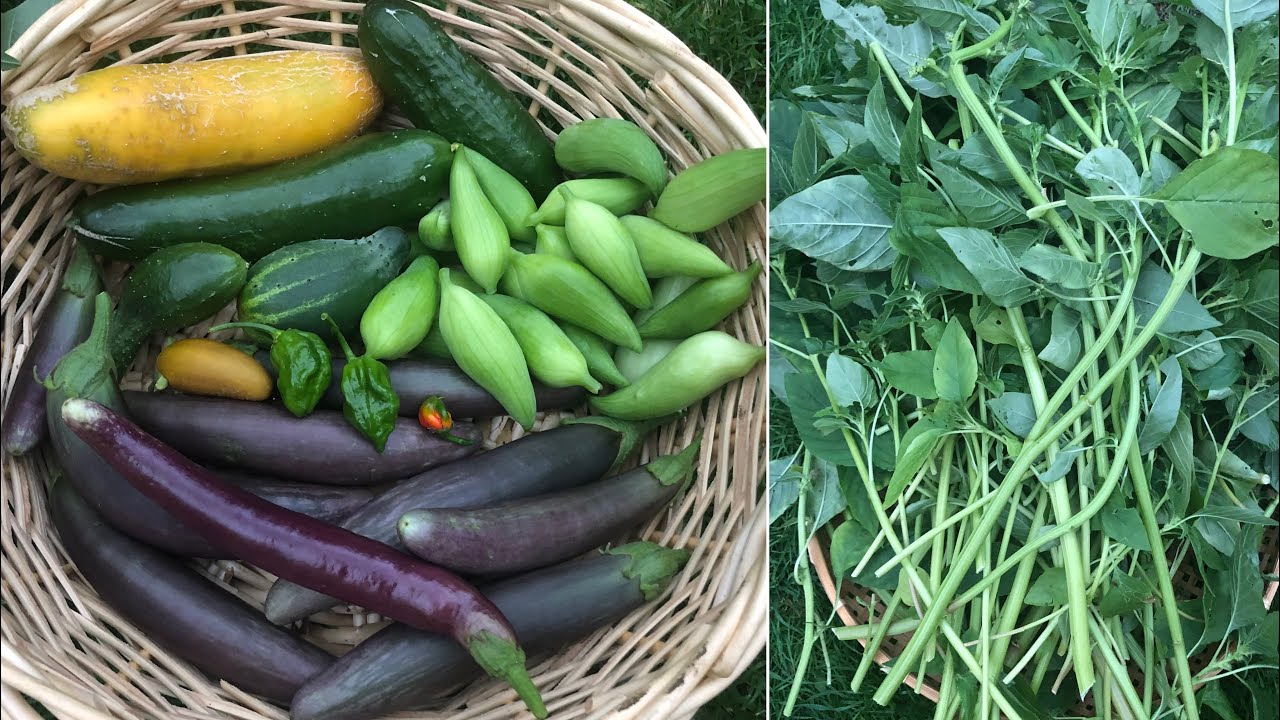 Mashaallah Harvesting Aubergine, Black Naga, Chinese Potol, Cucumber ...