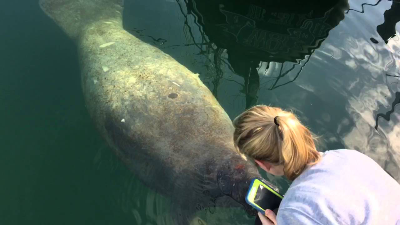Jackie calling a Manatee in Key West - YouTube
