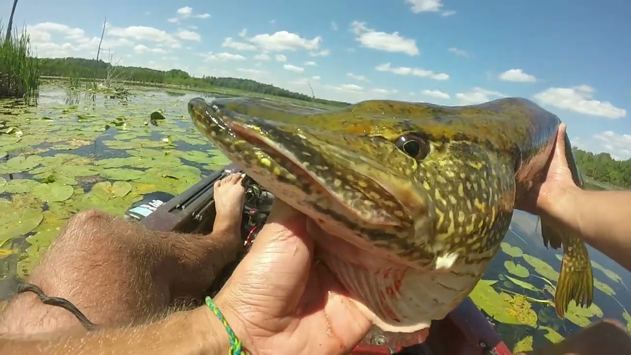 Insane TROPHY PIKE FISHING with Mepps Aglia#5 Lure in Wisconsin ...