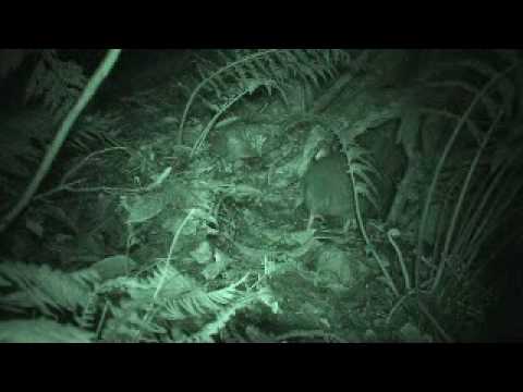Kiwi emerging from burrow at ZEALANDIA in Wellington, NZ - YouTube