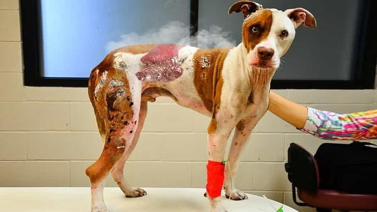 The owner refused to give up the burned dog, and when they met a year ...