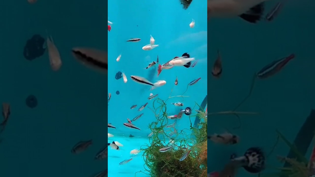 guppy or bata fish mini vlog by pets with ukasha #fishing - YouTube