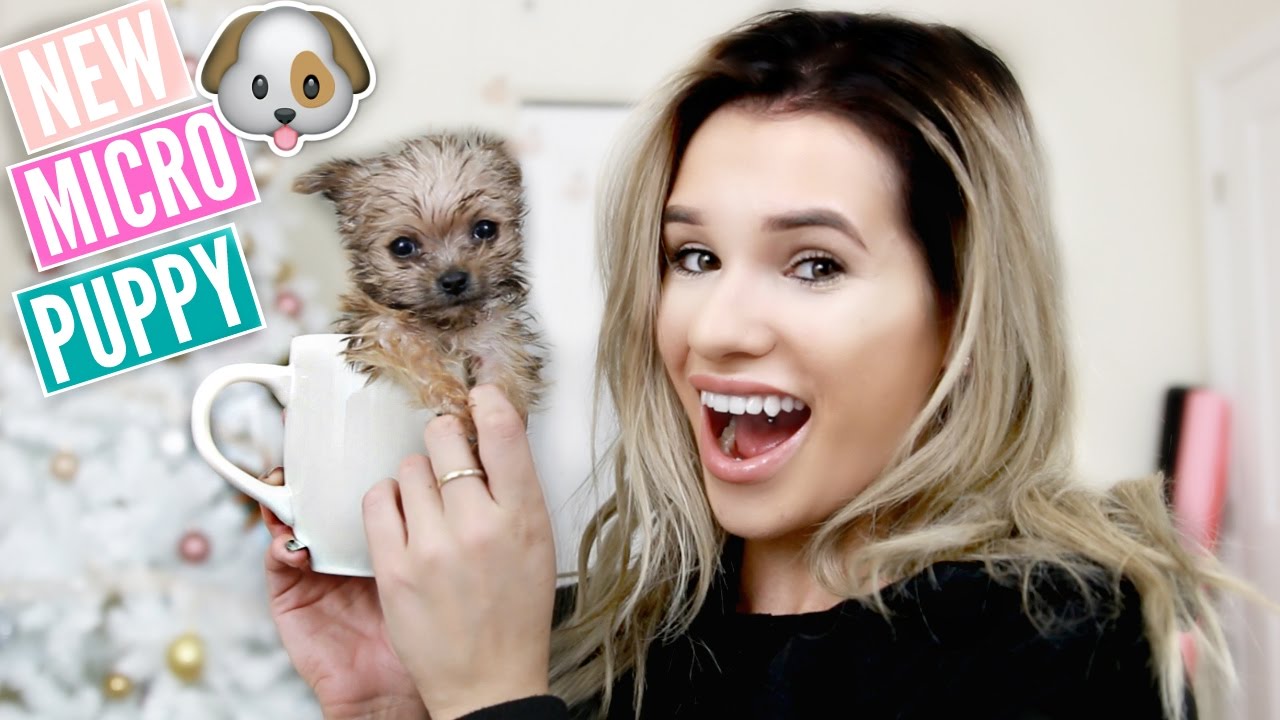 MEET MY NEW TINY PUPPY! - YouTube