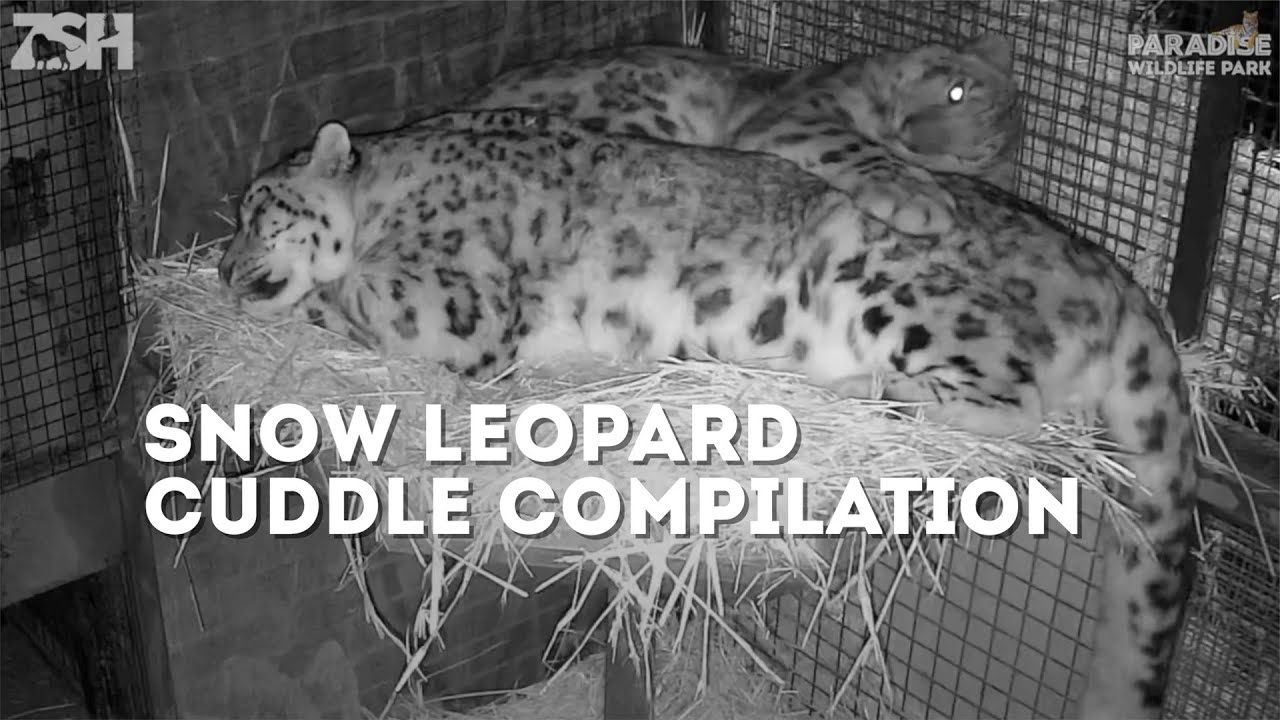 Adorable Snow Leopard Cuddle Compilation | Animals On CCTV - YouTube