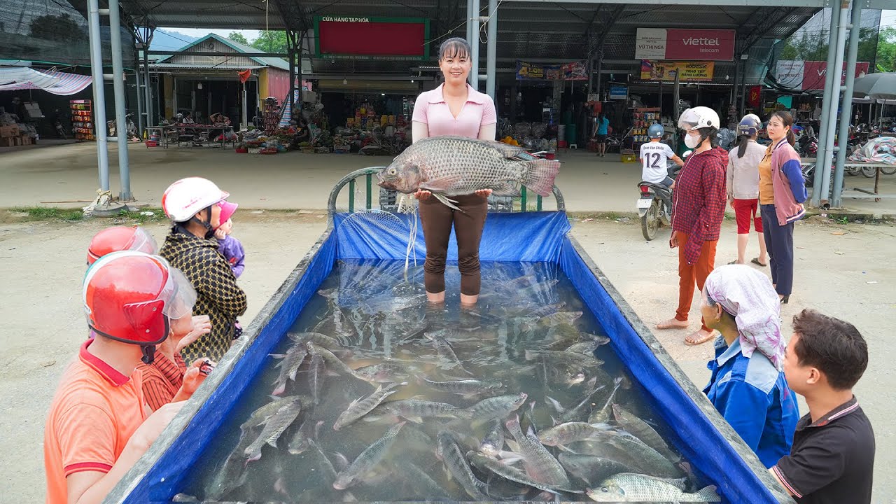 Drag Net To Harvest A Lot Of Fish - Use 3-wheeled Truck To Transport ...