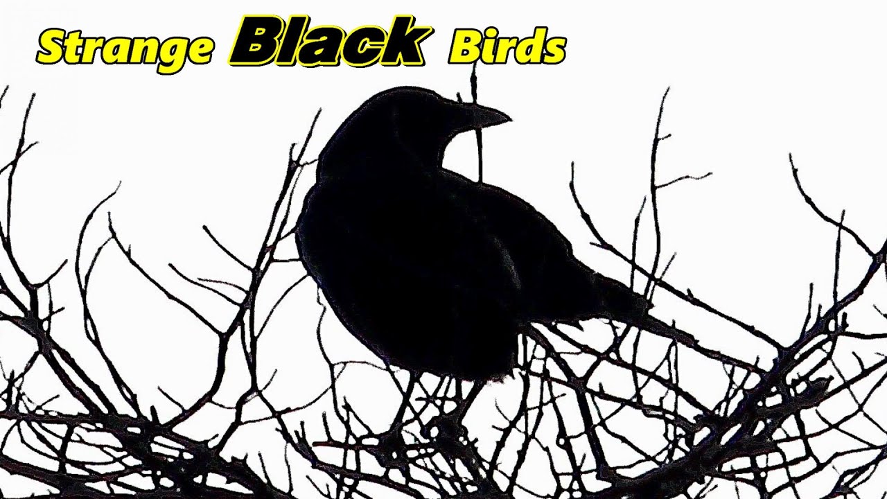 Strange Big Black Birds on High Trees - YouTube