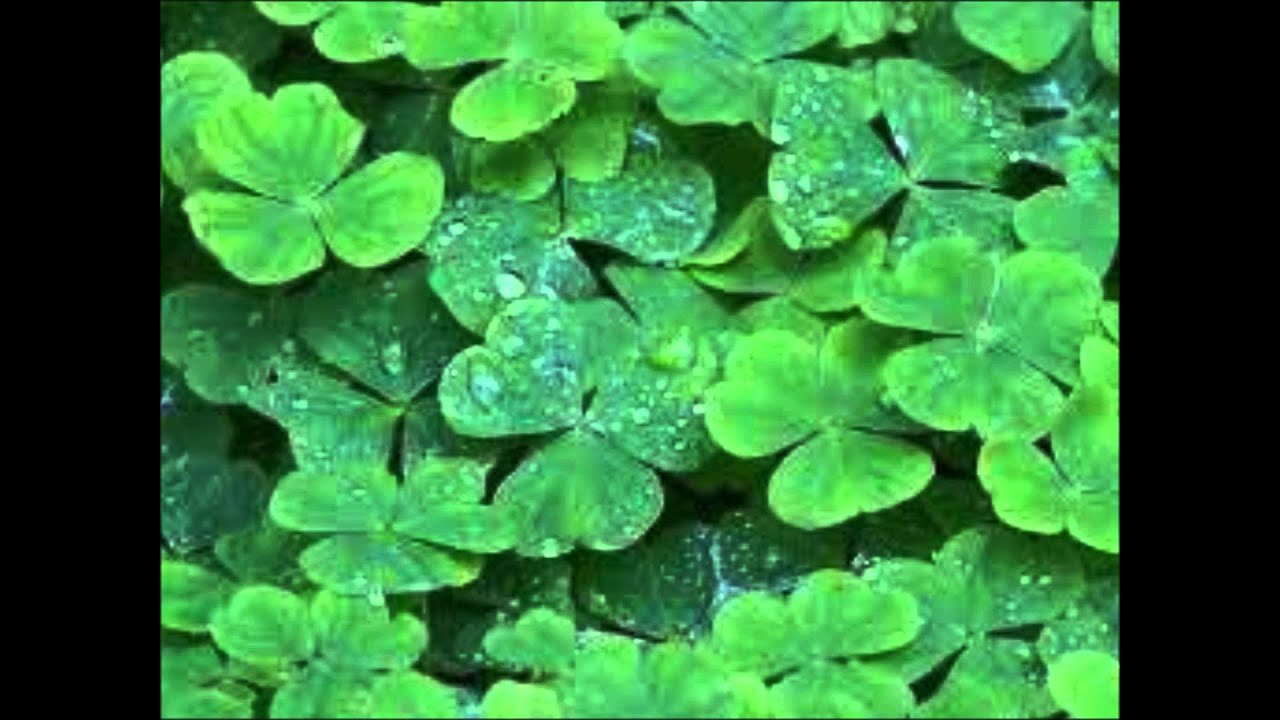 fields of Athenry Ketronsd5 beguine style - YouTube