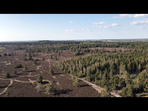 Harrild Hede by Drone