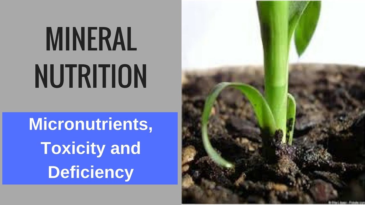 Mineral Nutrition- Micronutrients, Toxicity and Deficiency - YouTube