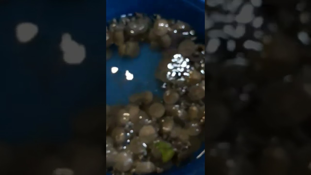 Suất vạn con ba ba gai giống cho trang trại hưng yên - holline ...