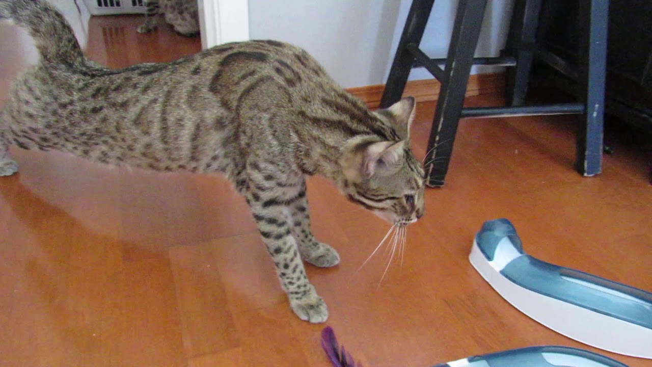 Cat introduction day 2 - YouTube