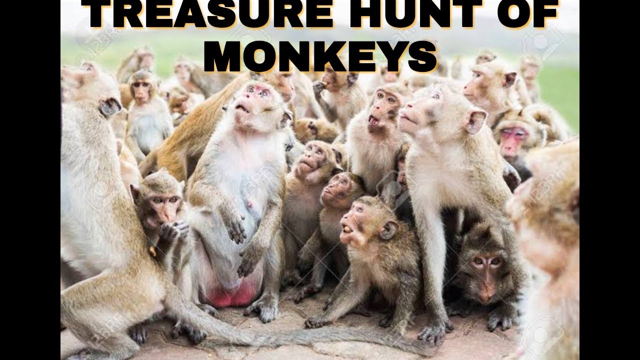 MONKEY'S TREASURE HUNT | MONKEYS FEELING HAPPY BY GETTING BANANAS ...
