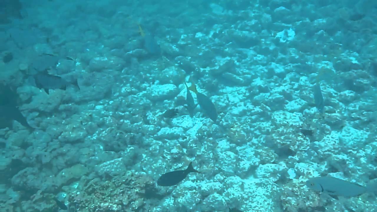 Zeebodem bij Galapagos - YouTube