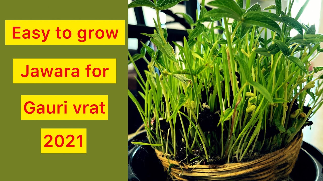 #gaurivrat How to grow Jawara for Gauri vrat 2021 - YouTube