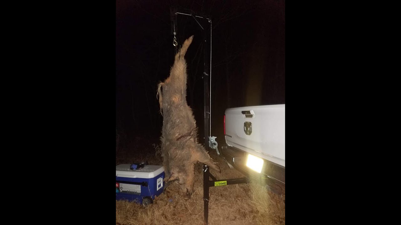 ATN Thor 4 claims another boar - YouTube