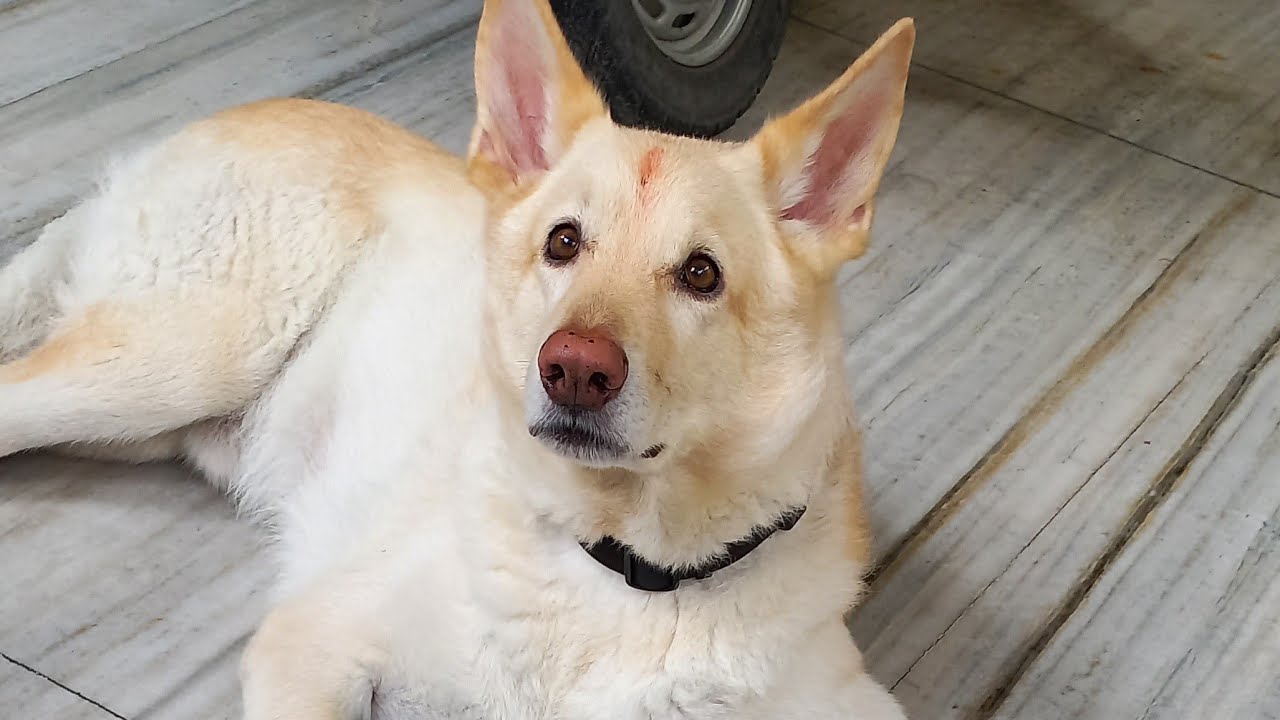 bruce the white german shepherd - YouTube