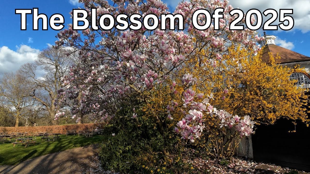 Where to Find the Most MAGICAL Spring Views in London 2025? - YouTube